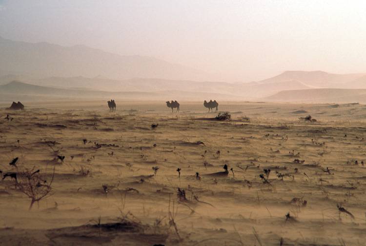 Pustynia pełna życia - Poznaj Świat
